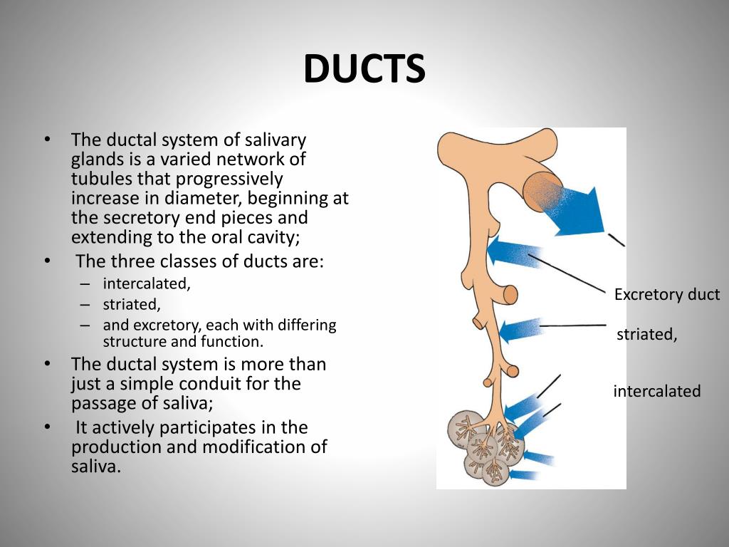 PPT - Salivary Glands and Saliva PowerPoint Presentation, free download ...