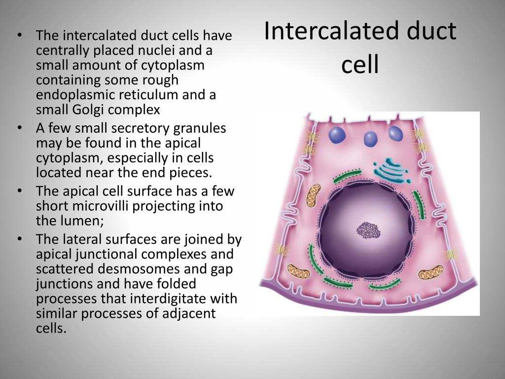 PPT - Salivary Glands and Saliva PowerPoint Presentation, free download ...