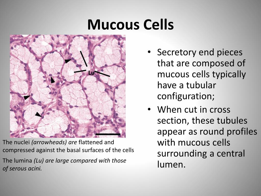 PPT - Salivary Glands and Saliva PowerPoint Presentation, free download ...
