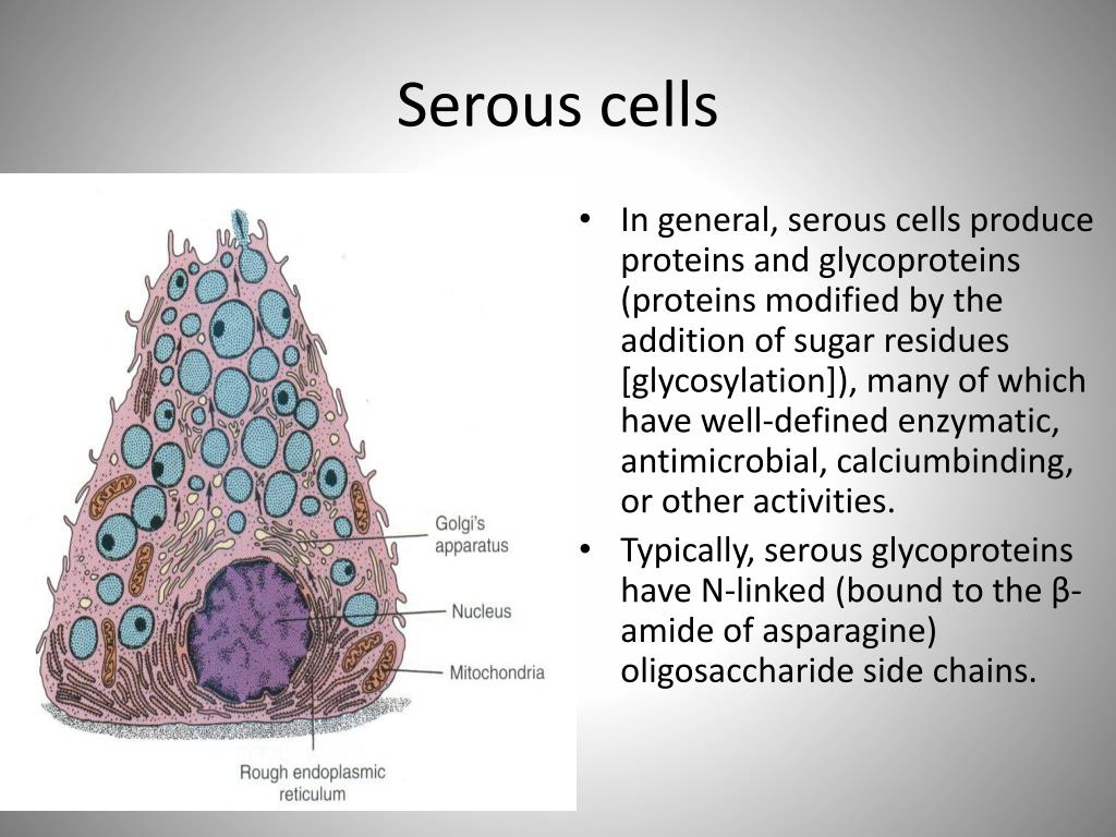 PPT - Salivary Glands and Saliva PowerPoint Presentation, free download ...