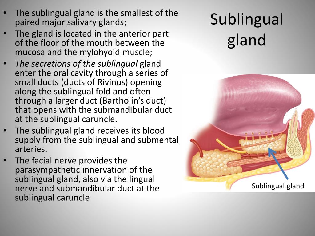 PPT - Salivary Glands and Saliva PowerPoint Presentation, free download ...