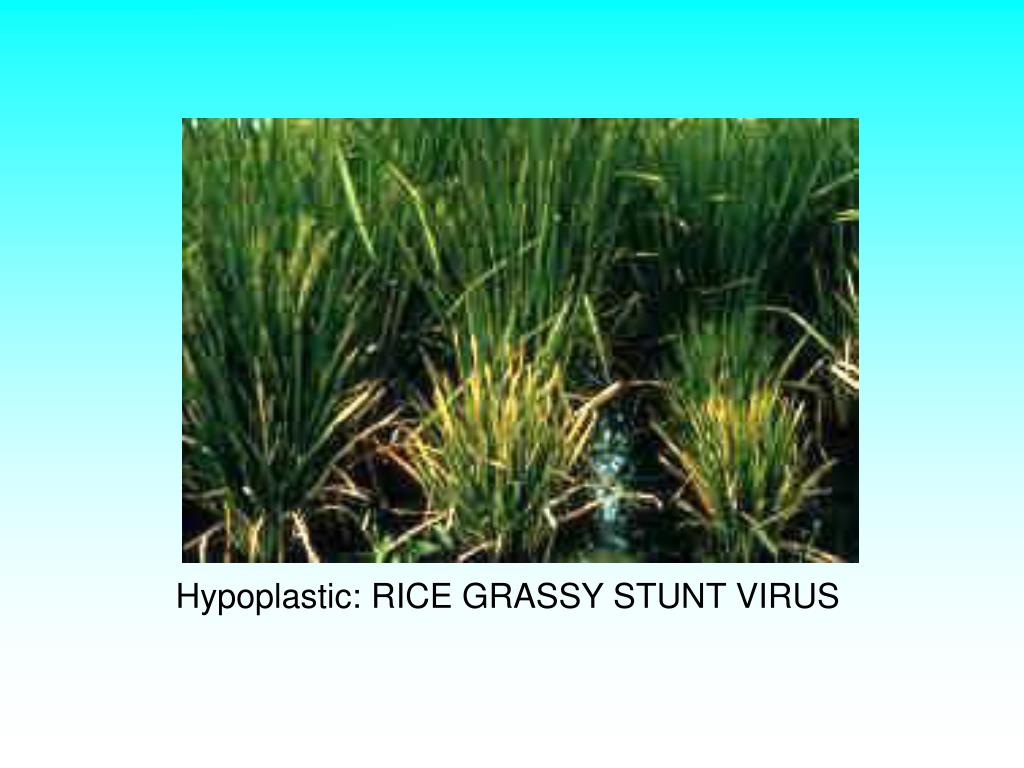 PPT - Disease, Symptom, and causal agent of plant diseases Dr ...
