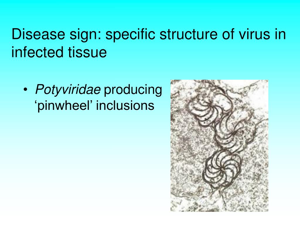 PPT - Disease, Symptom, and causal agent of plant diseases Dr ...