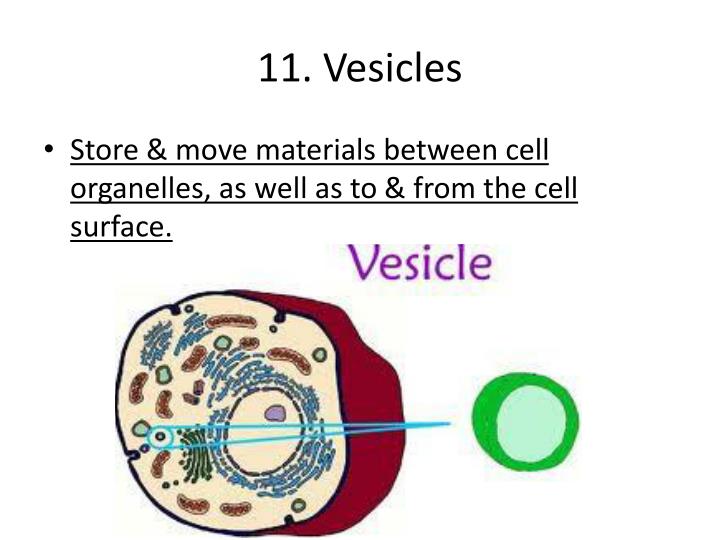 PPT - Chapter 7.2 Cell Structure PowerPoint Presentation - ID:2229941