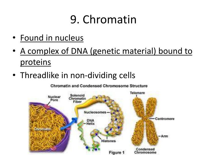 PPT - Chapter 7.2 Cell Structure PowerPoint Presentation - ID:2229941