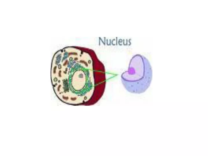 PPT - The nucleus contains the cells genetic material, the chromosomes ...