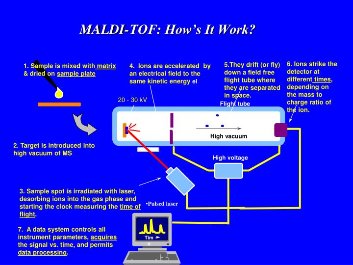 PPT - MALDI-TOF MS y Análisis de Proteínas PowerPoint Presentation - ID ...