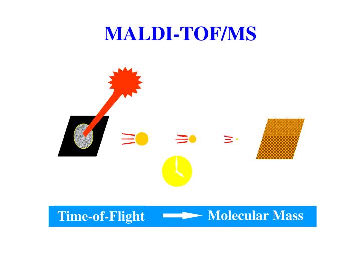 PPT - MALDI-TOF MS y Análisis de Proteínas PowerPoint Presentation - ID ...