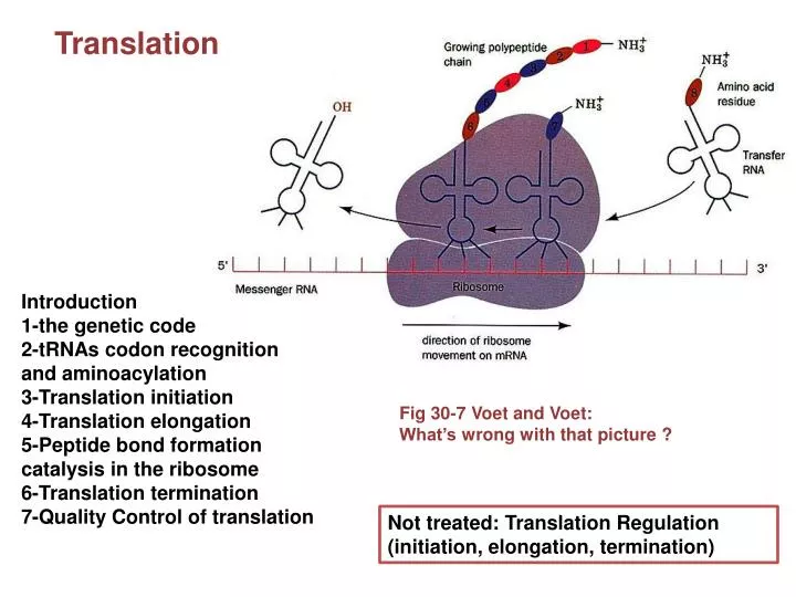 PPT - Translation PowerPoint Presentation, free download - ID:2230440