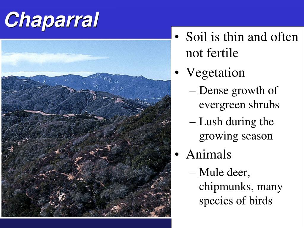 PPT - Biogeography: Climate, Biomes, and Terrestrial Biodiversity ...