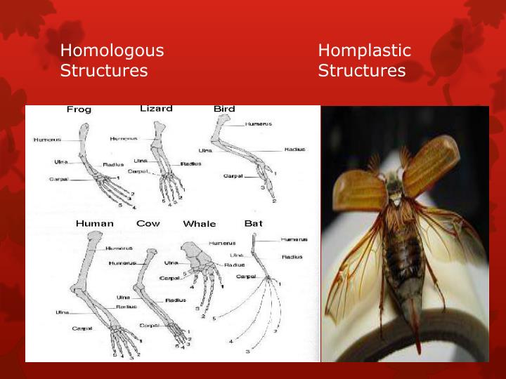 PPT - Advanced Biology Chapter 23 Systematics and Phylogenetic ...