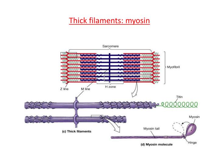 PPT - MYOPATHIES PowerPoint Presentation - ID:2231186
