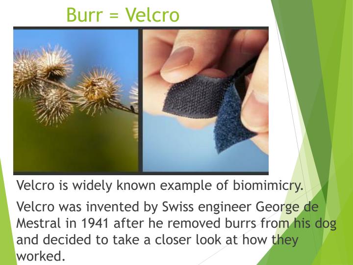 PPT - Biomimicry PowerPoint Presentation - ID:2232089