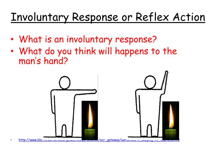 PPT - Coordination and Response Nervous control in Humans PowerPoint ...