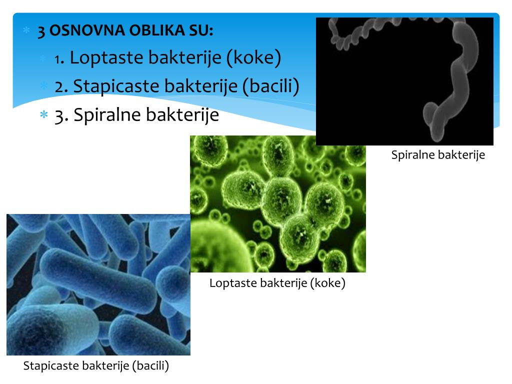 PPT - Carstva bakterija i životinja PowerPoint Presentation, free ...