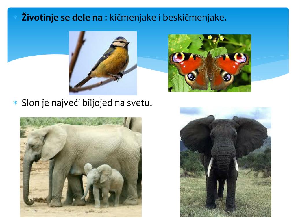 PPT - Carstva bakterija i životinja PowerPoint Presentation, free ...