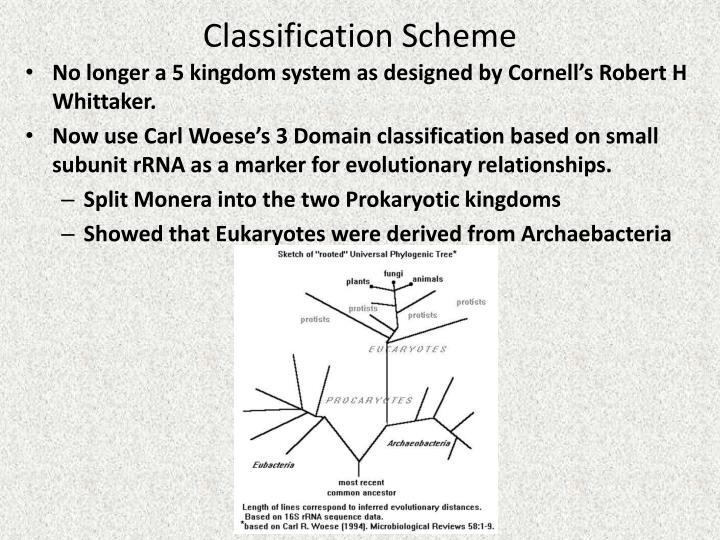 PPT - Chapter 27: Prokaryotes PowerPoint Presentation - ID:2234899