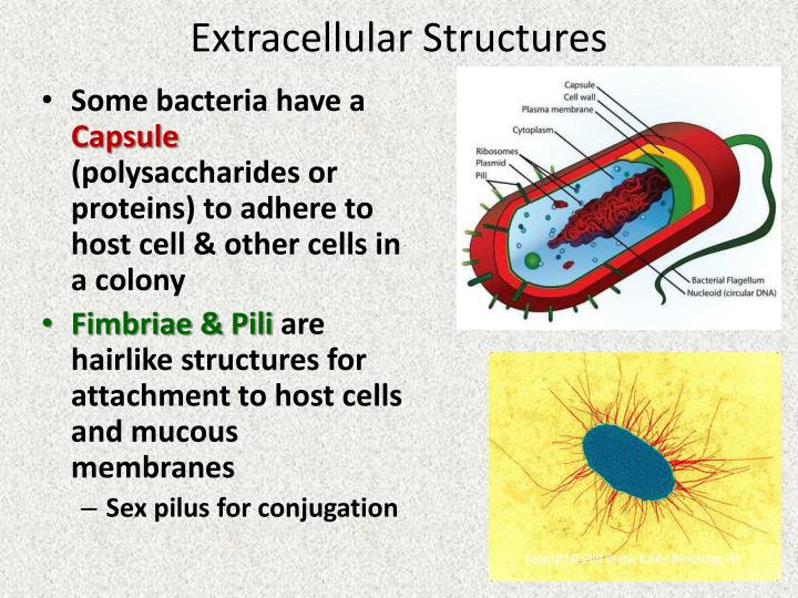 PPT - Chapter 27: Prokaryotes PowerPoint Presentation - ID:2234899