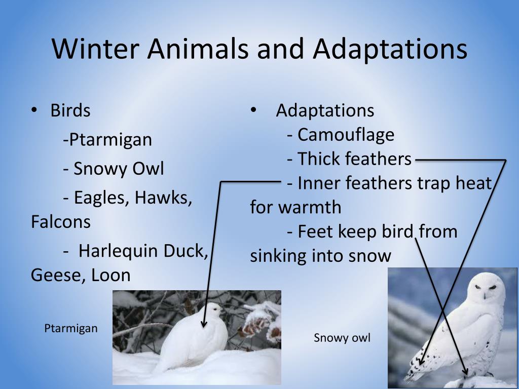 PPT - By: Kyle Meakim, Danny Pavlovsky, Ariel Meltser, Nikki Gallant ...