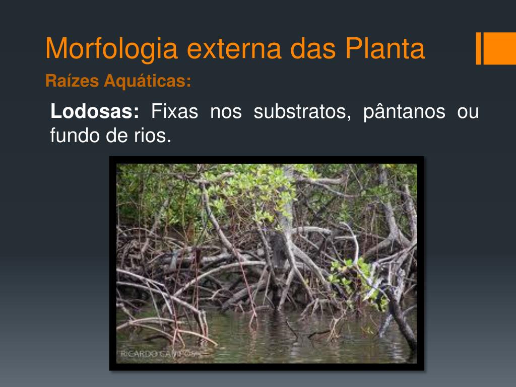 PPT - UNIVERSIDADE CATÓLICA DE GOIÁS BIO 1180: Botânica Geral ...