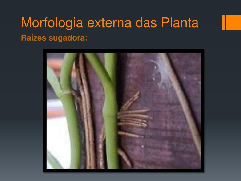 PPT - UNIVERSIDADE CATÓLICA DE GOIÁS BIO 1180: Botânica Geral ...