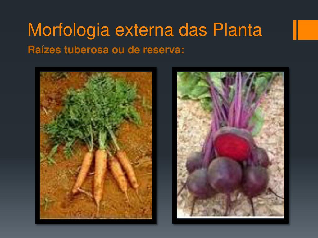 PPT - UNIVERSIDADE CATÓLICA DE GOIÁS BIO 1180: Botânica Geral ...