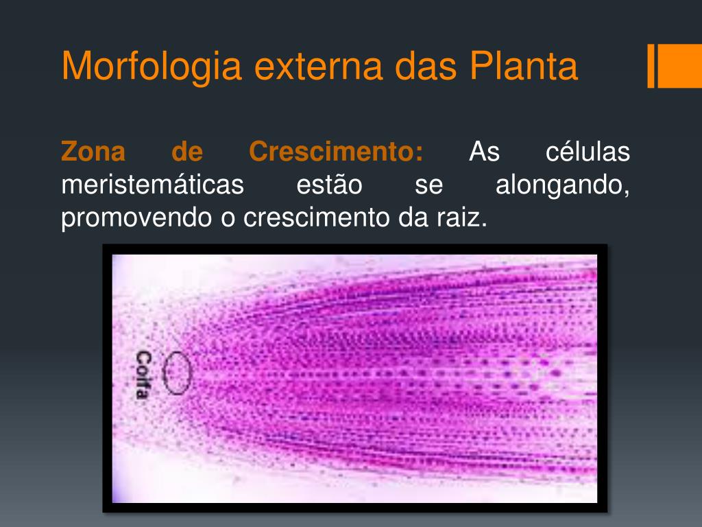 PPT - UNIVERSIDADE CATÓLICA DE GOIÁS BIO 1180: Botânica Geral ...