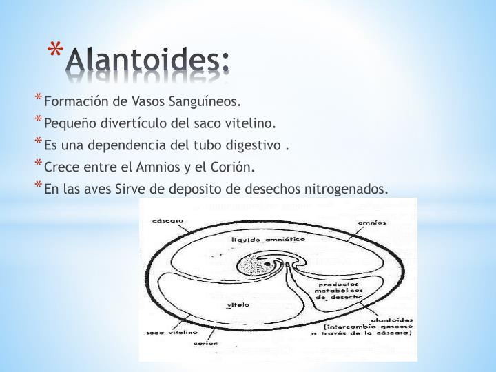 PPT - Anexos embrionarios PowerPoint Presentation - ID:2236445