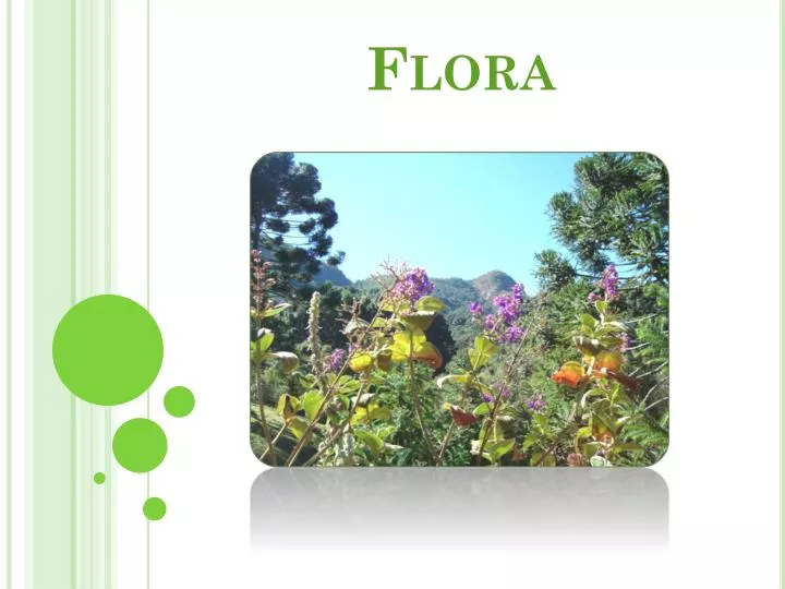 PPT - Flora PowerPoint Presentation, free download - ID:2236700