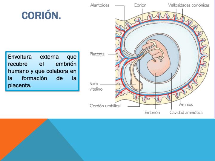PPT - Placenta y liquido amniótico. PowerPoint Presentation - ID:2237088