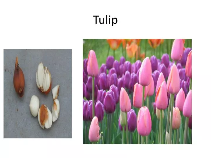 PPT - Tulip PowerPoint Presentation, free download - ID:2238405