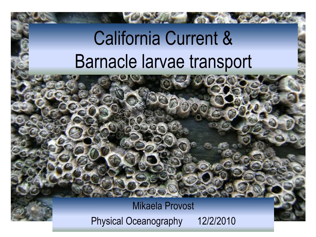 PPT - California Current & Barnacle larvae transport PowerPoint ...