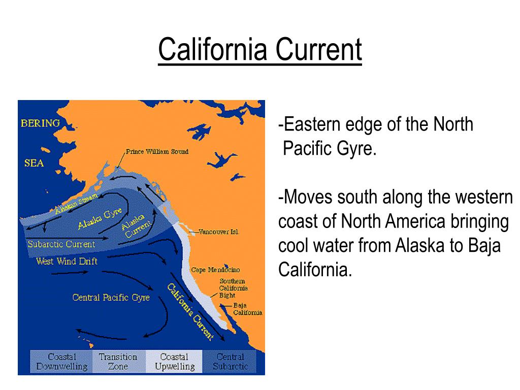 PPT - California Current & Barnacle larvae transport PowerPoint ...