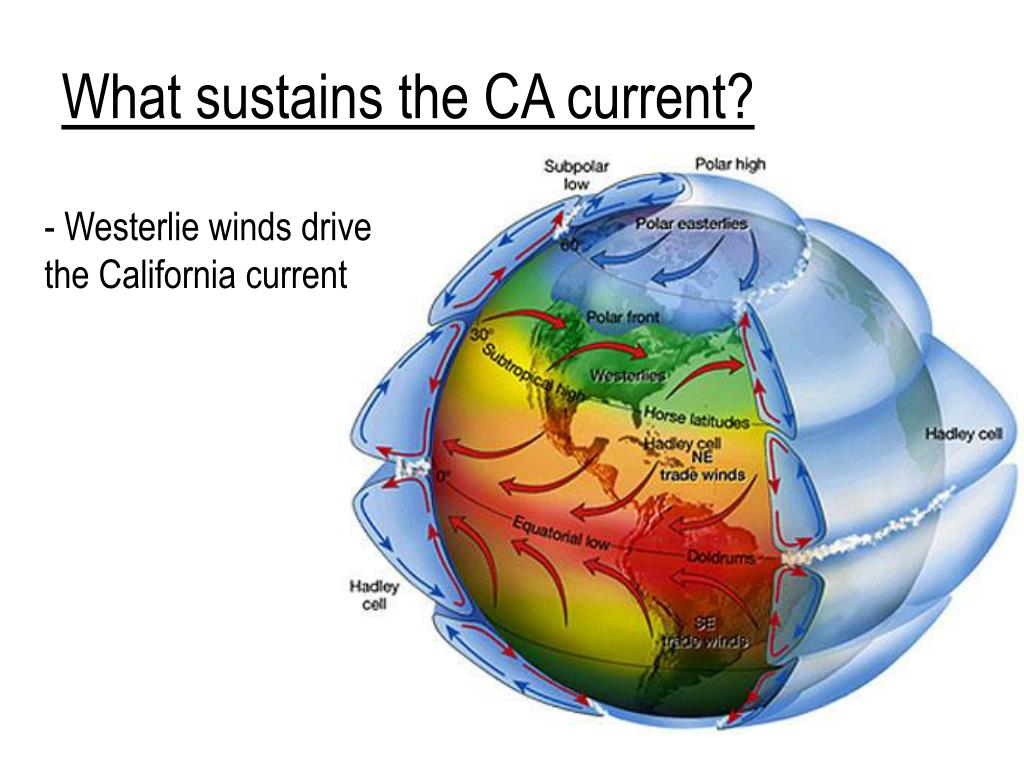 PPT - California Current & Barnacle larvae transport PowerPoint ...