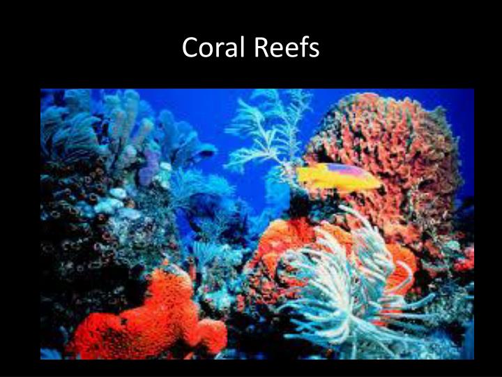 PPT - Neritic Zone PowerPoint Presentation - ID:2238716