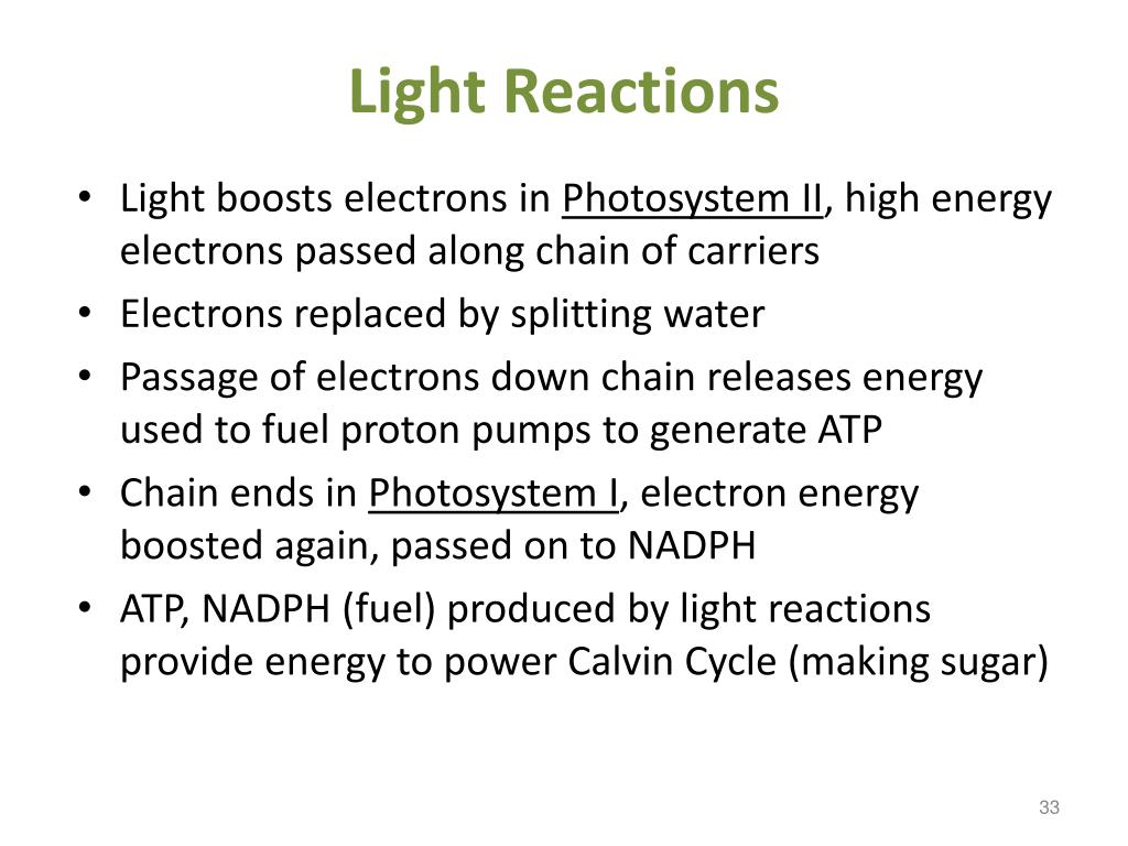 PPT - 1. Photosynthesis Plants and Oxygen Plant Respiration Parts of ...