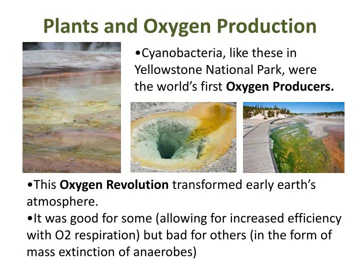 PPT - 1. Photosynthesis Plants and Oxygen Plant Respiration Parts of ...