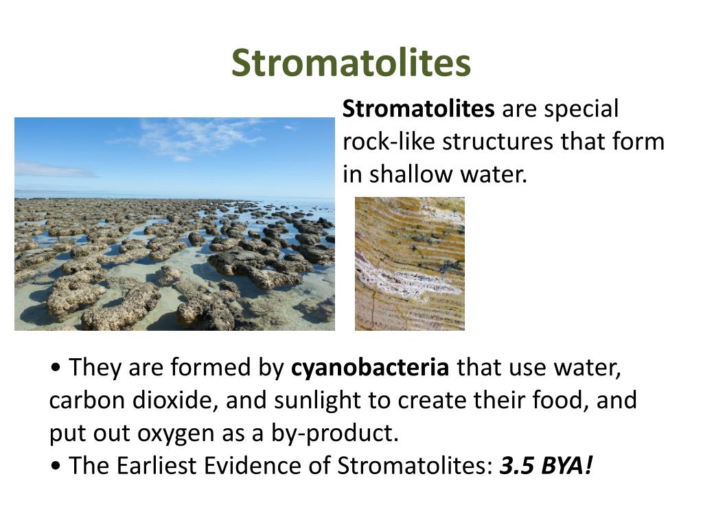 PPT - 1. Photosynthesis Plants and Oxygen Plant Respiration Parts of ...