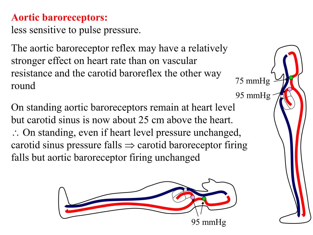 PPT - No 44 COURSE FOR THE DIPLOMA IN AVIATION MEDICINE PowerPoint ...