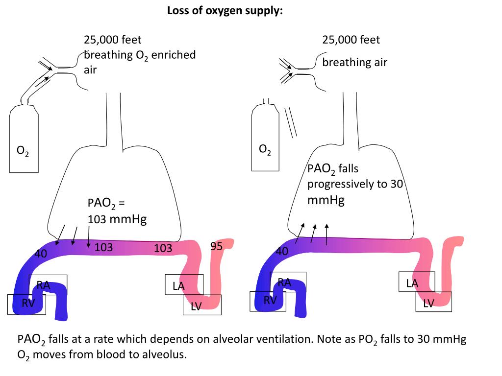 PPT - No 44 COURSE FOR THE DIPLOMA IN AVIATION MEDICINE PowerPoint ...