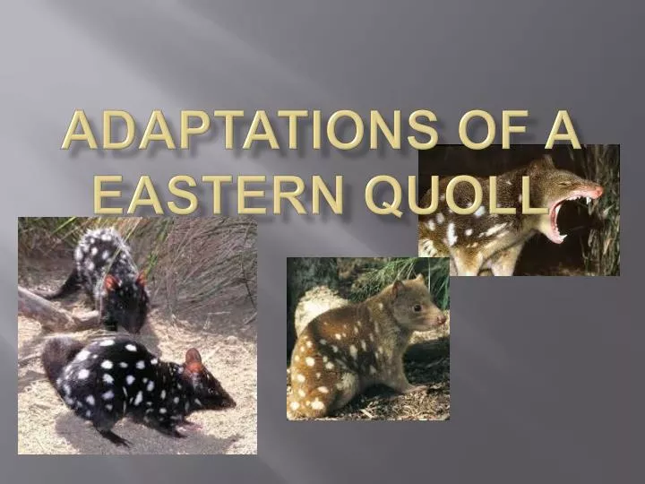 PPT - Adaptations of a Eastern Quoll PowerPoint Presentation, free ...
