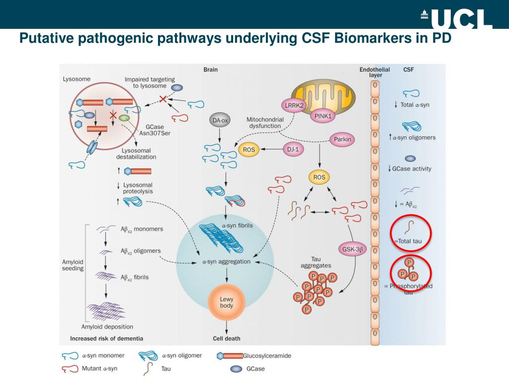 PPT - Cerebrospinal Fluid Studies in MSA Nadia Magdalinou Clinical ...