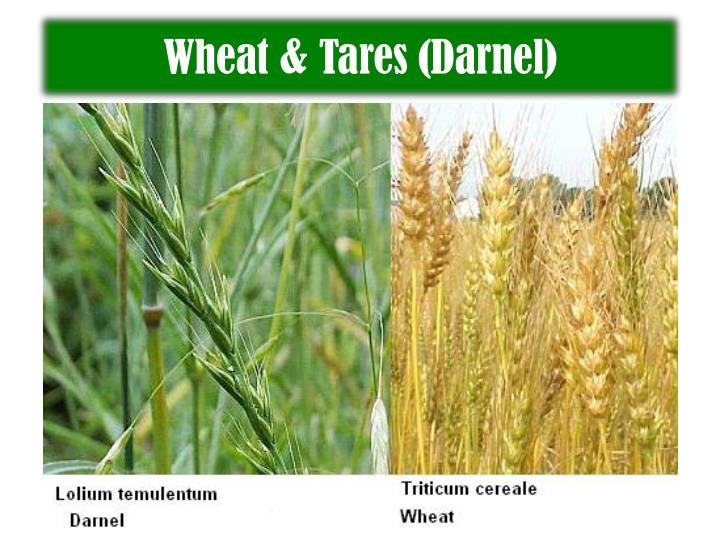 PPT - Weeds & Wheat (Mat. 13:24-30; 36-43) PowerPoint Presentation - ID ...