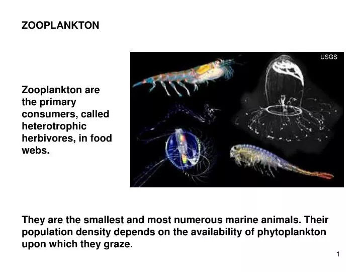 PPT - ZOOPLANKTON PowerPoint Presentation, free download - ID:2239863