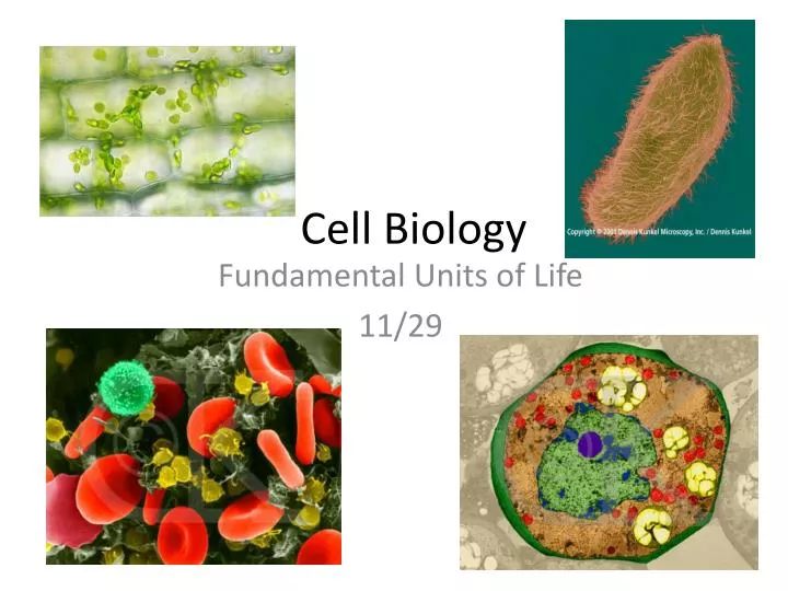 PPT - Cell Biology PowerPoint Presentation, free download - ID:2239958