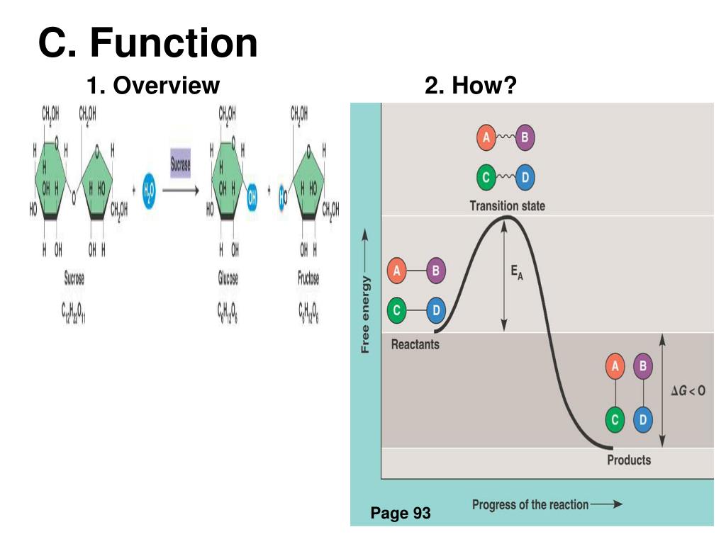 PPT - 1. Count Rumford (1798) work versus heat studies, cannon boring ...
