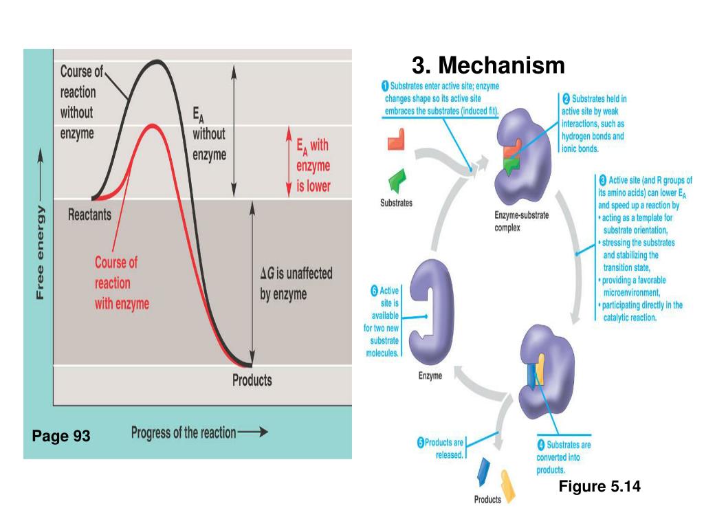 PPT - 1. Count Rumford (1798) work versus heat studies, cannon boring ...