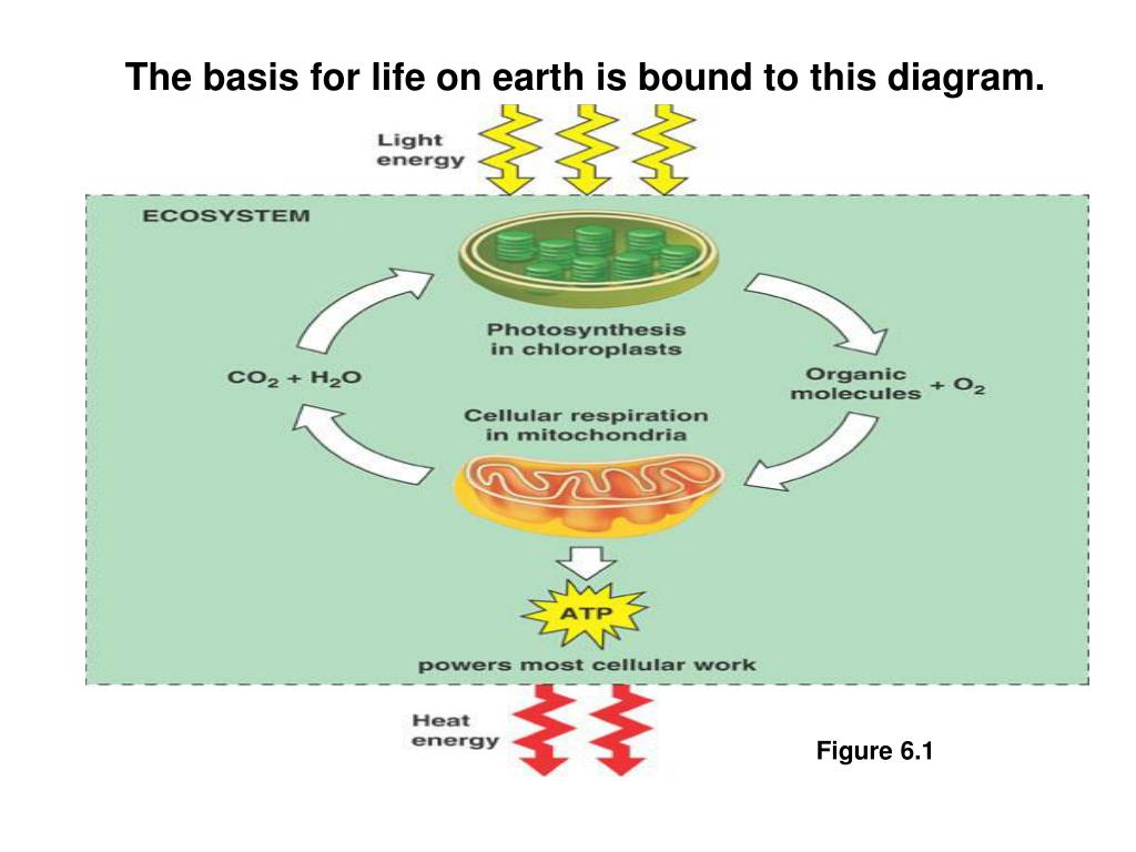 PPT - 1. Count Rumford (1798) work versus heat studies, cannon boring ...