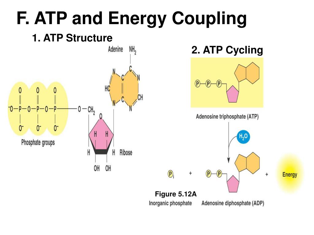 PPT - 1. Count Rumford (1798) work versus heat studies, cannon boring ...