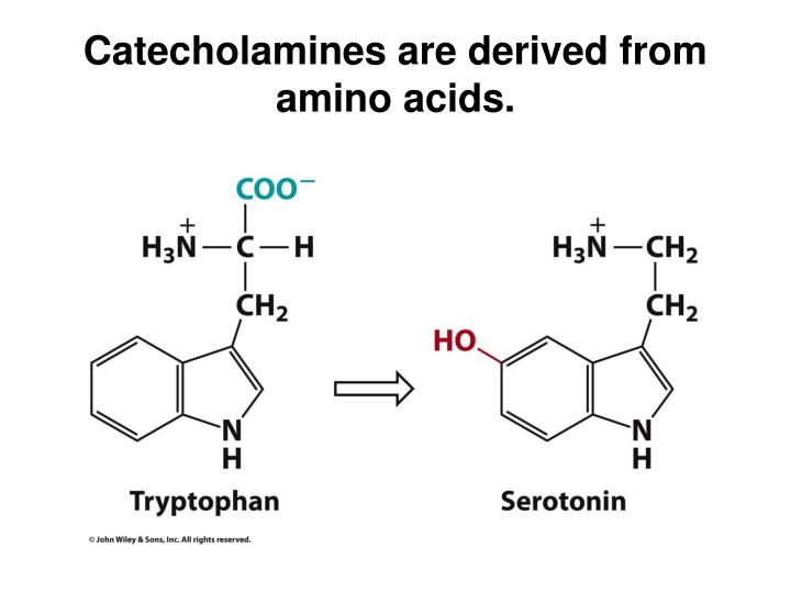PPT - Lecture Notes for Chapter 18 Nitrogen Metabolism PowerPoint ...